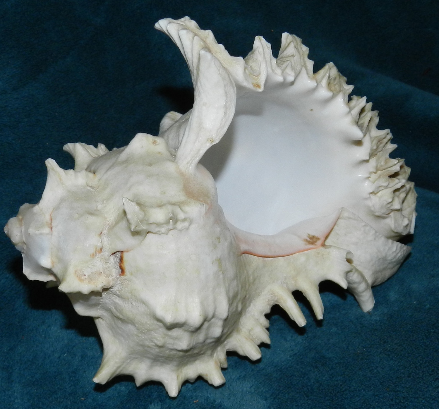 GORGEOUS UNIQUE SPIKY CONCH SHELL! NAUTICAL! WOW! | eBay