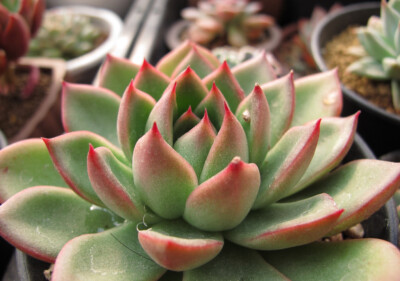 Echeveria agavoides 'Lipstick' rare Succulent Plant | eBay