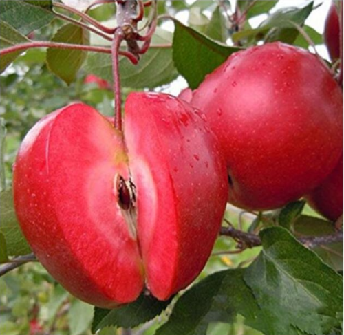 50 Red Flesh Apple Fruit Seeds Sweet Redlove Apple Seed Organic Fruit ...