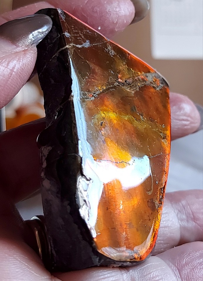 Ammolite Ammonite tabletop Display Piece BRIGHT 78.2x47x13.7mm 20069 | eBay