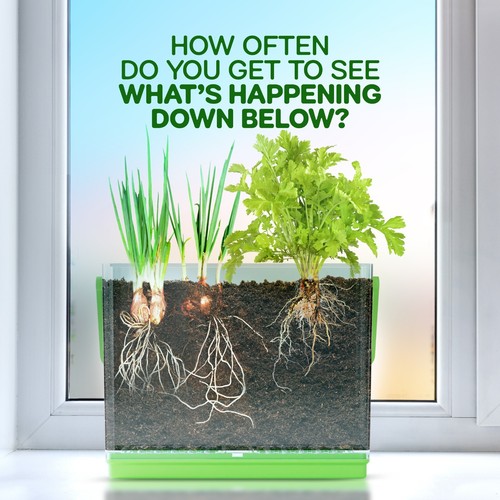 Root Viewer Kit for Kids - Grow Your Own Plant Craft Growing Kits for ...