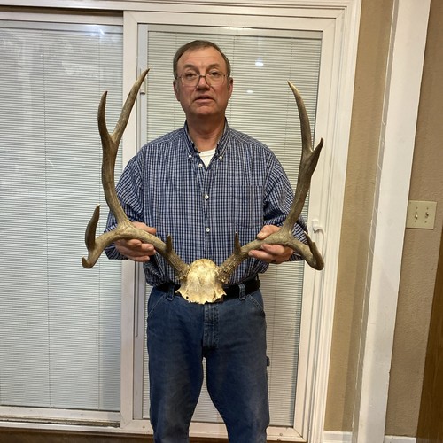 Nice Real Wild Mule Deer Antler Rack Horn European skull Man Cave ...