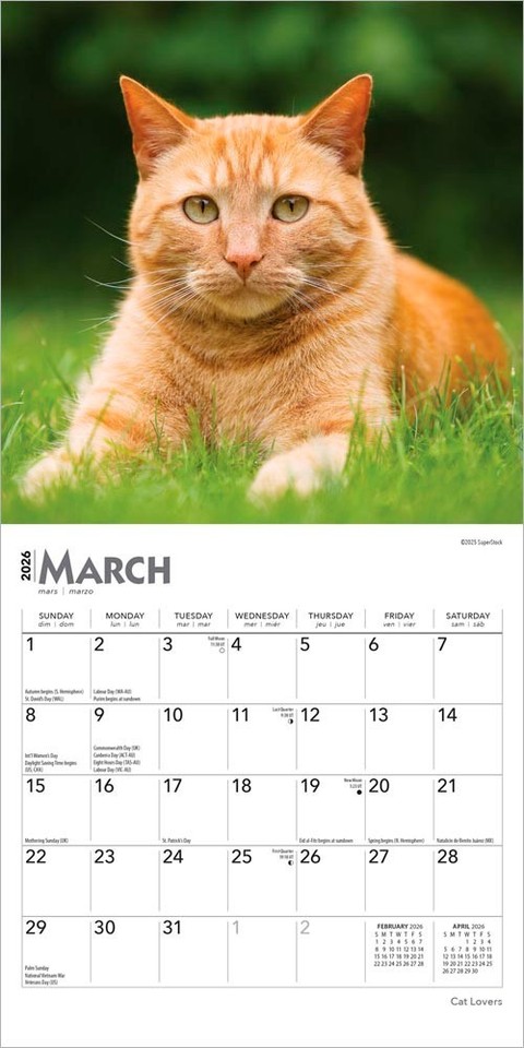 Cat Lovers | 2026 7x14" (Hanging) Monthly Mini Wall Calendar | eBay