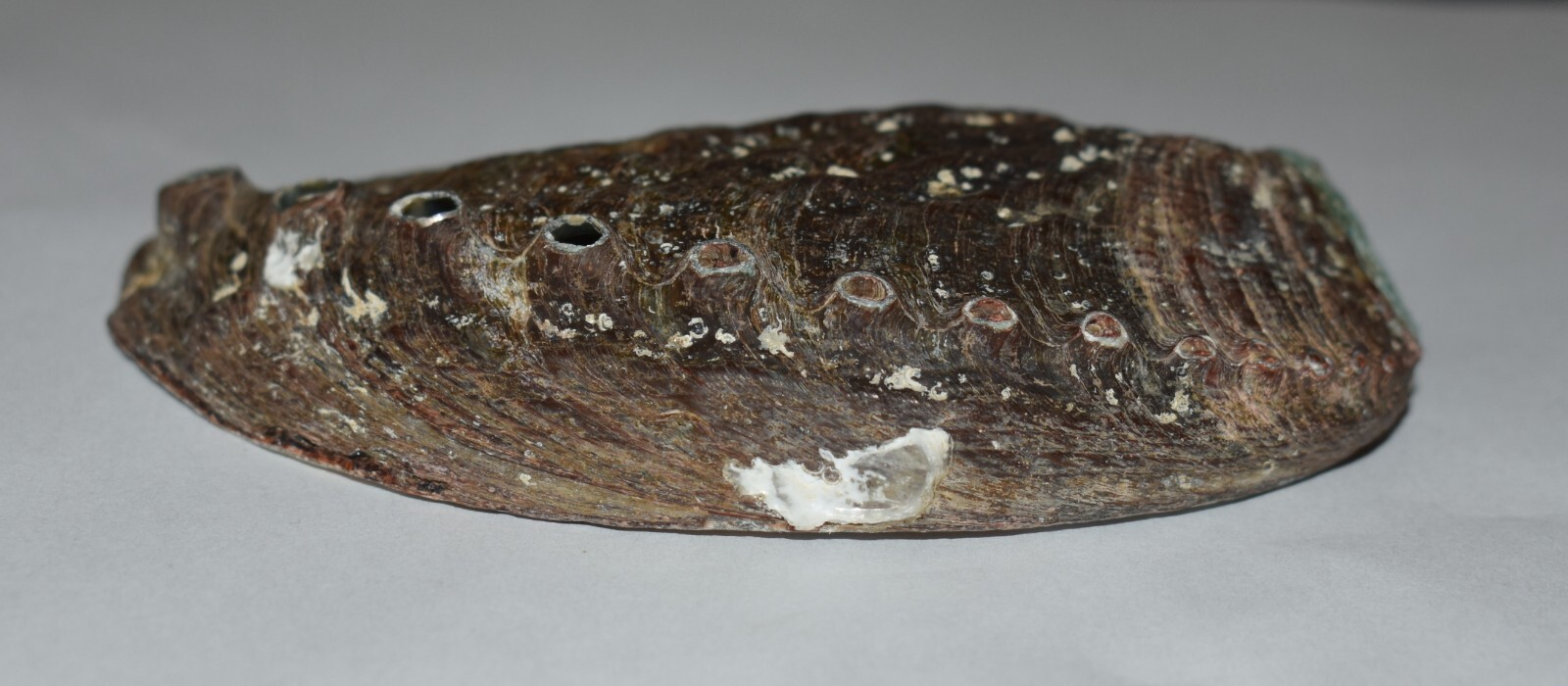 Natural Rainbow Abalone Shell Polished Seashell Fish Tank Aquarium Home ...