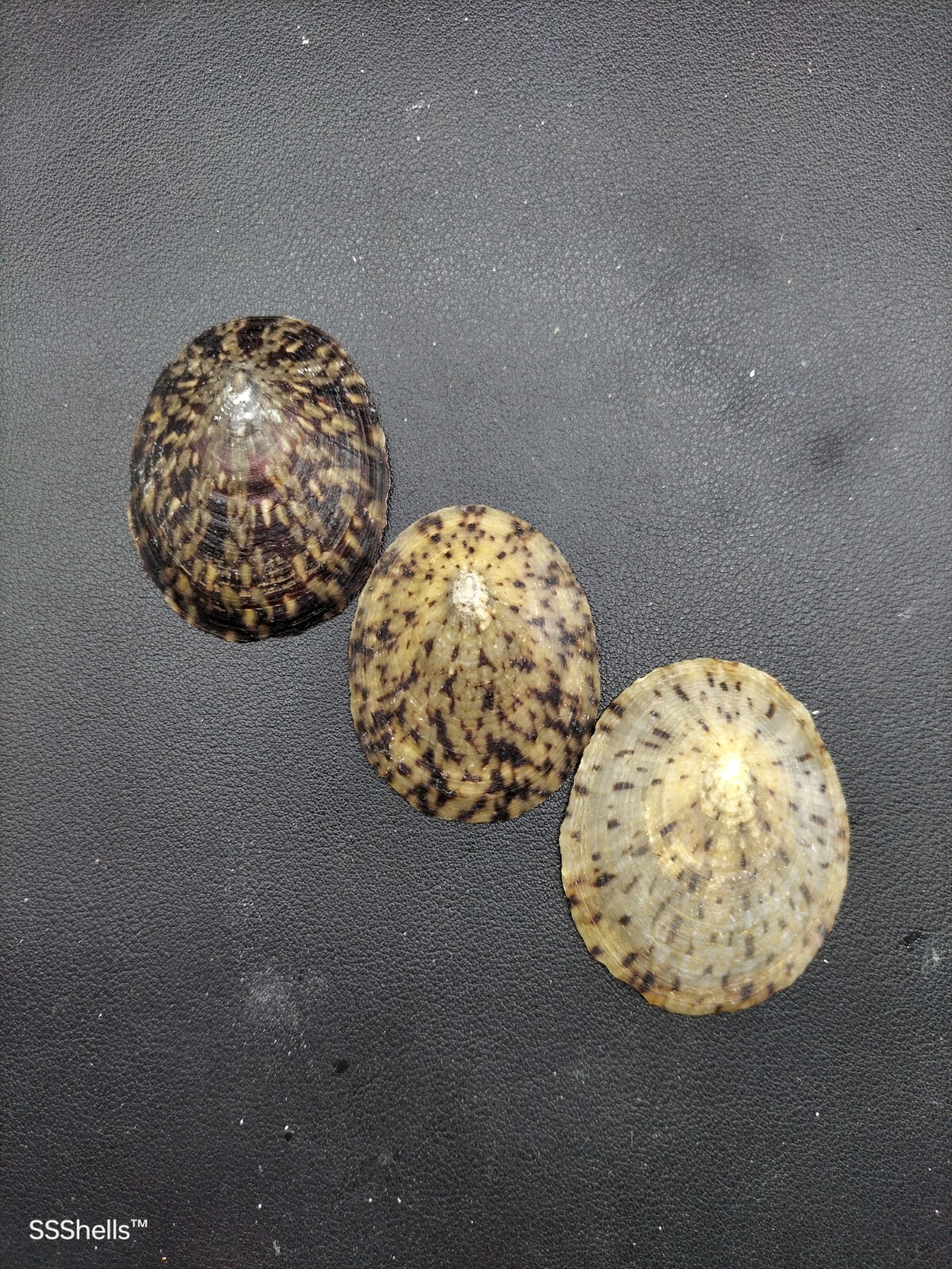 3 x patella testudinaria Sea shell. Turtle limpet home decor beach ...