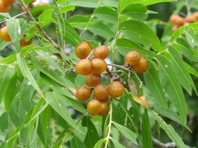 western soapberry (Sapindus saponaria var. drummondii)—20 seeds ($4.00 ...