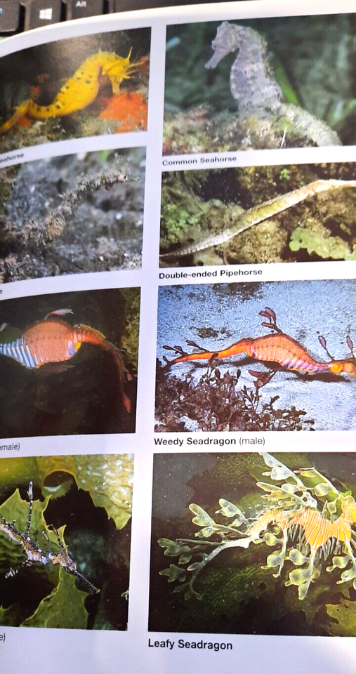 Guide to Sea Fishes of Australia by Rudie H. Kuiter (Paperback, 2018 ...