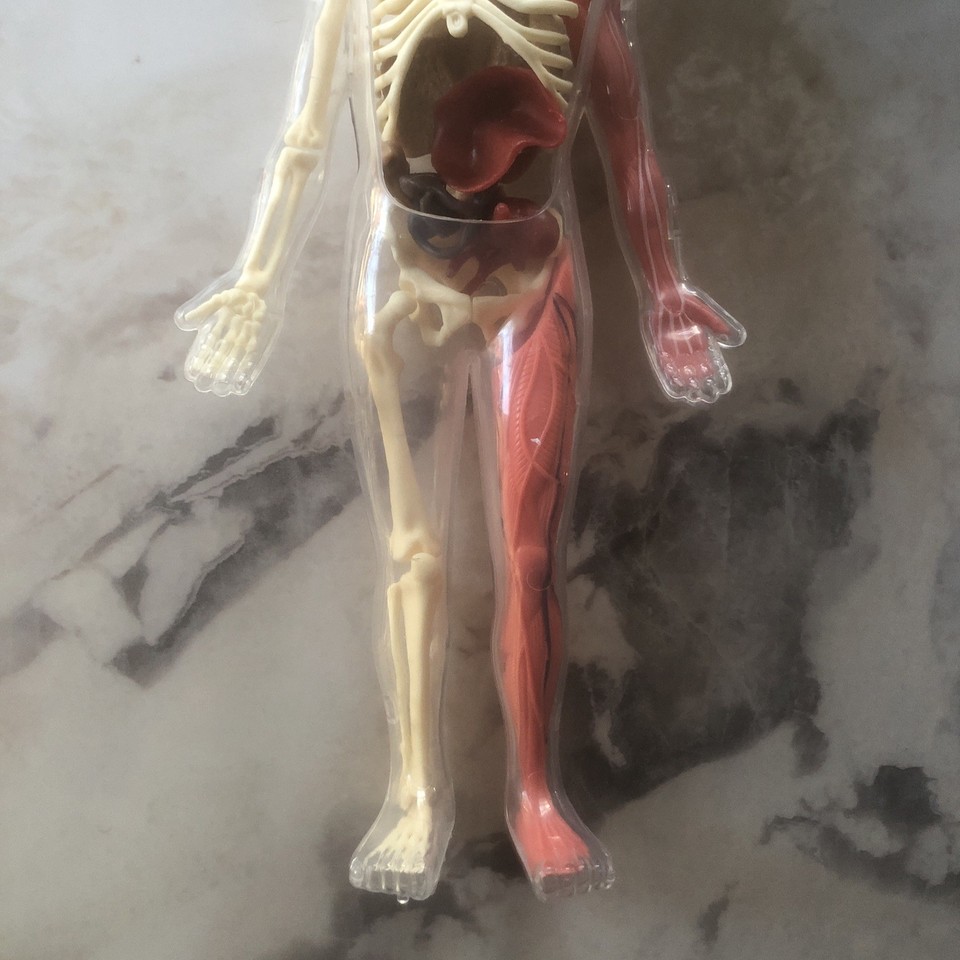 12 Inch Human Anatomical Anatomy Skeleton Medical Teaching Model With ...