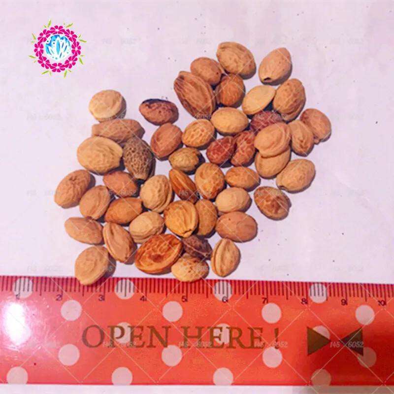 20 EXOTIC rare CHERRY TREE SEEDS for garden flower bloom blossom USA ...