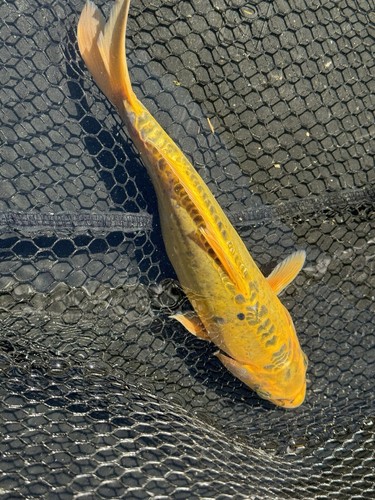 STUNNINGLY NEON 9” DOITSU Midori Live Koi Fish - Garden Pond LIVING ART ...