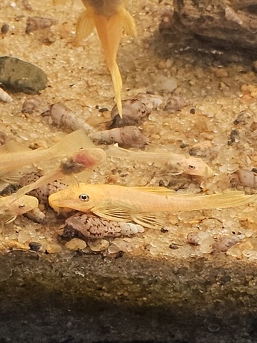 4 Pack Blue Eye Lemon Pleco Live Freshwater Tropical (Unsexed) | eBay