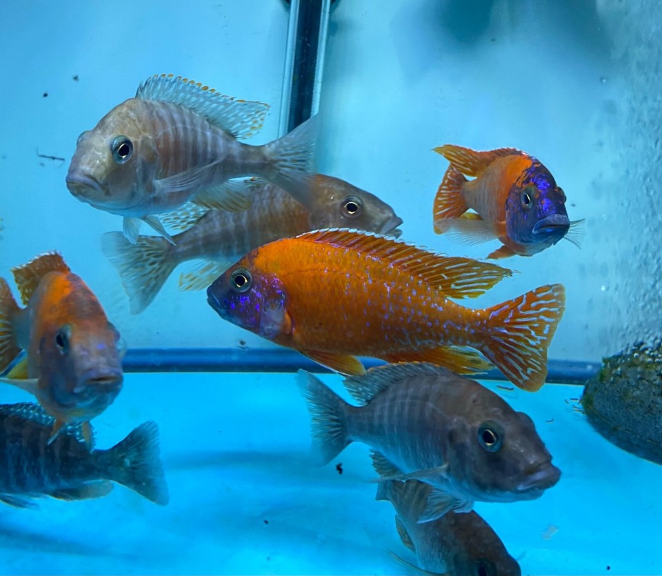 3" Male German Ruby Red (Aulonocara rubescens) Fully Colored African ...