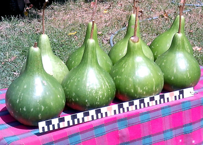1.5 g Dr. Bradshaw's Ornamental Gourd. Selected for Purple Martin ...