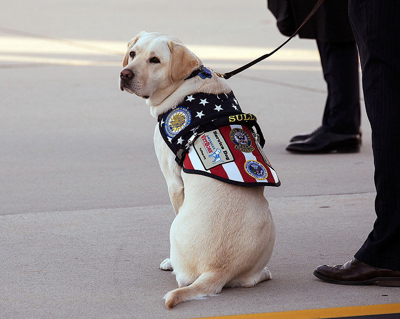 SERVICE DOG SULLY AT GEORGE H.W. BUSH FUNERAL 8x10 GLOSSY PHOTO PRINT ...