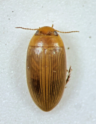 Diving Beetle: Copelatus glyphicus (Dysticidae) USA Coleoptera Insect ...