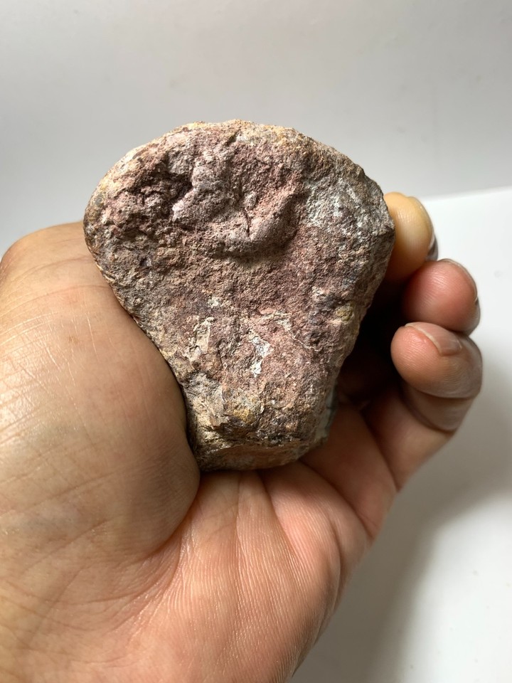 2 pcs Sauropod Dinosaur toe bone Fossil / Polished half-cut Rare ...