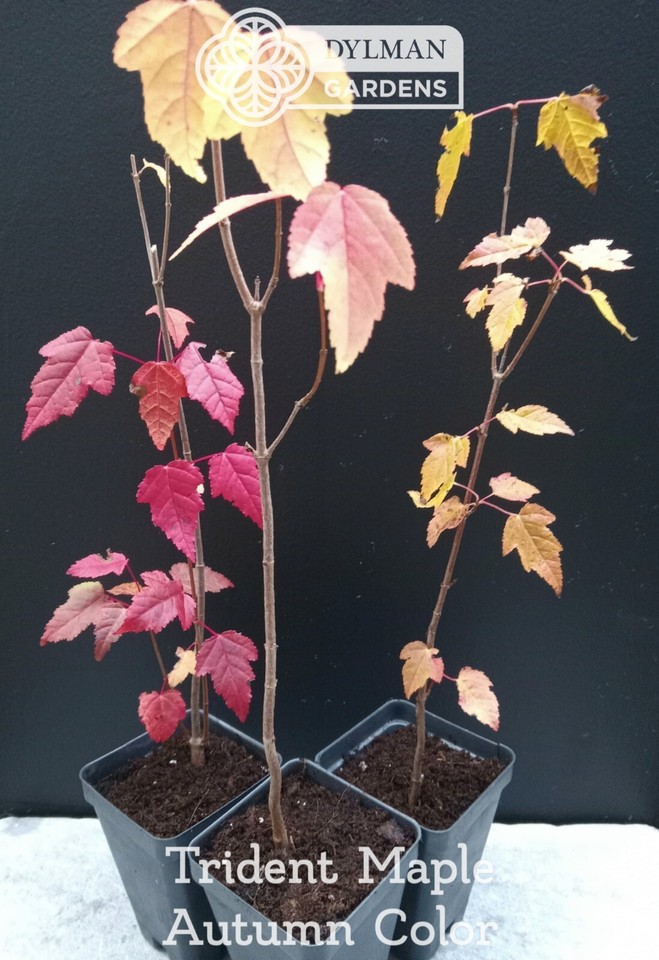 Trident Maple Tree - Acer buergerianum (Dormant) - Live Plant 4 to 6 ...