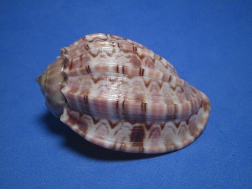Harpa major f. kawamurai T. Habe, 1973 "BEAUTIFUL RIBBING:HARPA SHELL ...