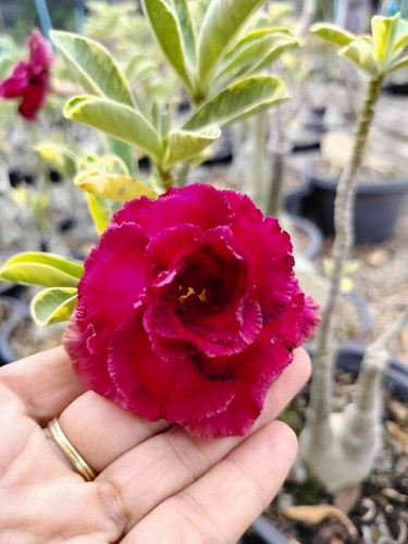 Adenium Obesum Desert Rose "Dang Barami" Grafted Plant phyto ...