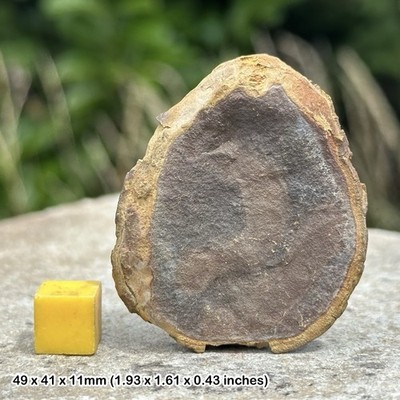 Fossil acorn worm, mazoglussus ramsdelli - mazon creek, carboniferous ...