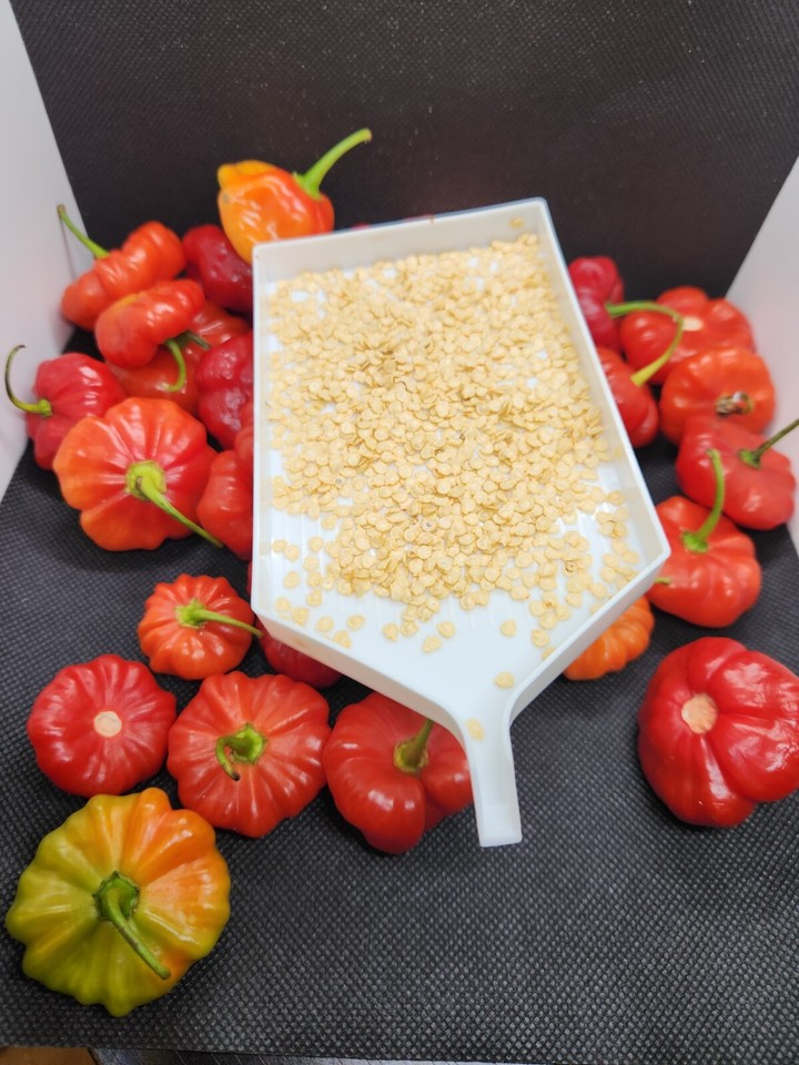 Seeds from Puerto Rico, Organic, NON-GMO, Sofrito, garden, hydroponic ...