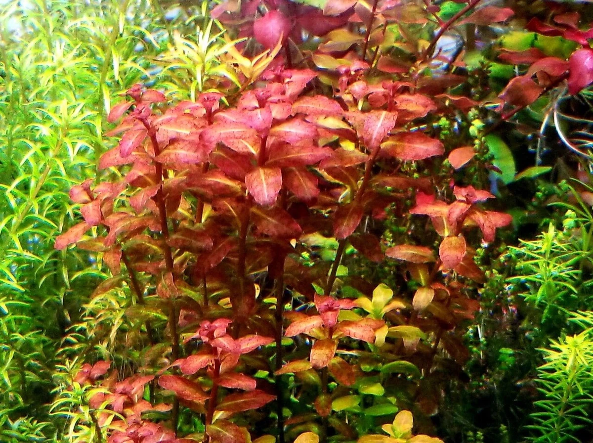 Ludwigia Senegalensis