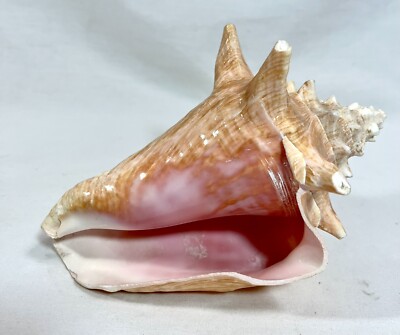 Large Pink 7.5” Horned QUEEN CONCH SHELL Natural Beach Seashell VTG | eBay