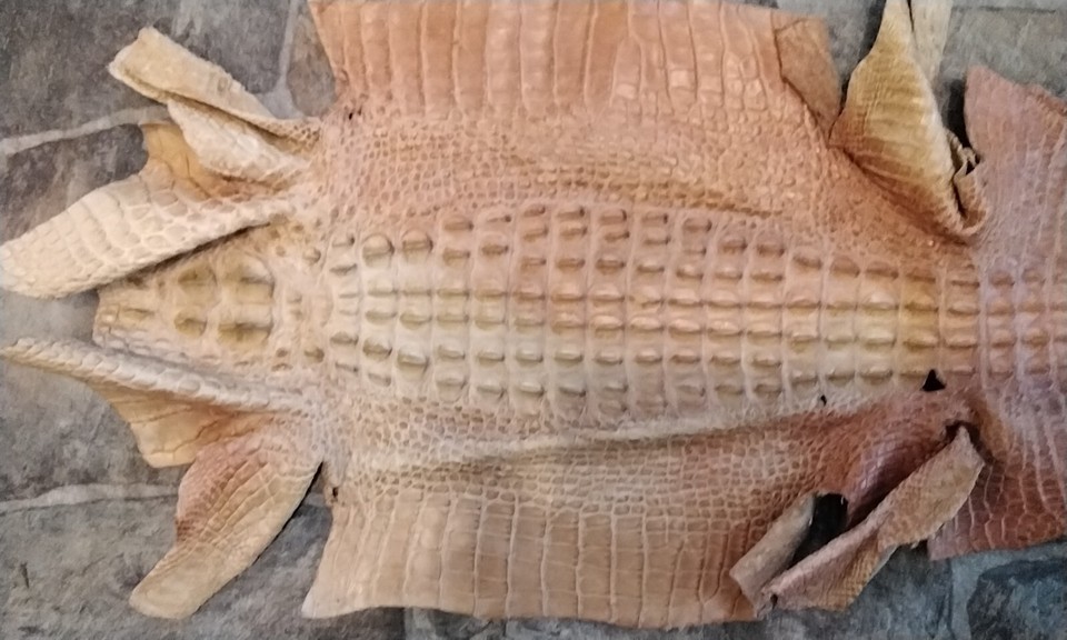 Alligator Hide Super Soft Tanned Hornback Belly Cut Full Skin From Fl 3 ...