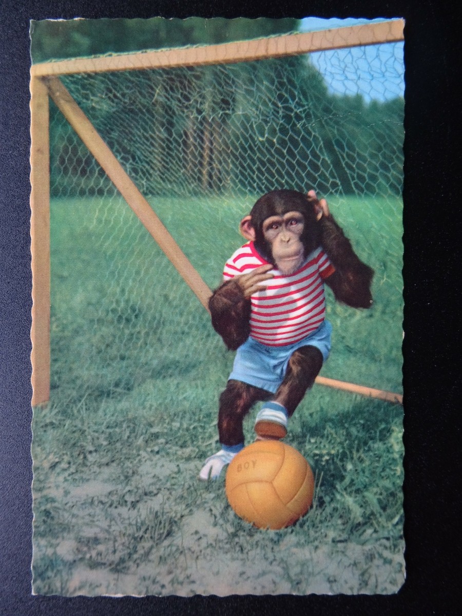 Chimpanzee Football