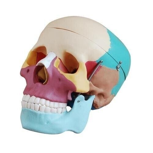Adult Skull Model Colored | eBay
