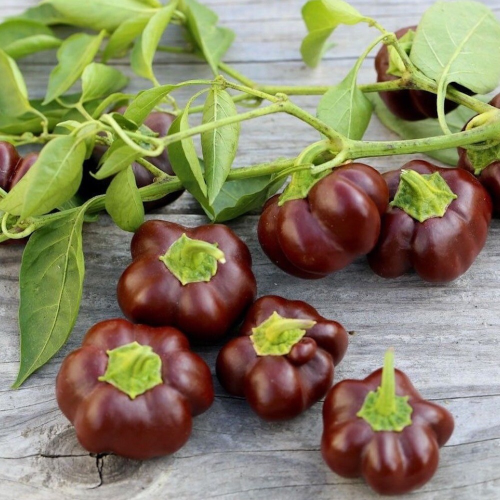 PAPRIKA 'Mini Bell Chocolate' 10 Samen CAPSICUM ANNUUM Sweet Pepper ...