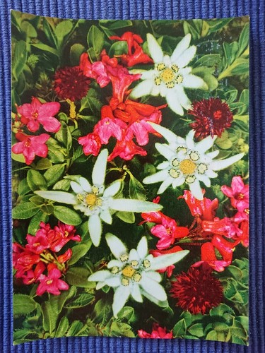 Vintage Postcard Art Card Rostblättrige Alpenrose Edelweiß 50s | eBay