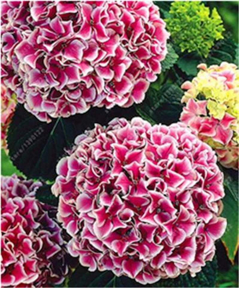 25pc HYDRANGEA SEEDS Garden Plant Flower rare exotic USA seller FREE ...