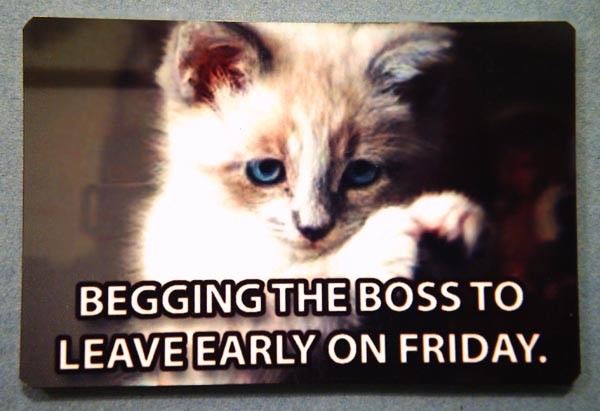Funny Begging Images