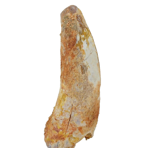 Dinosaur Tooth Spinosaurus Spinosaur Morocco (EA9985) fossil cretaceous ...