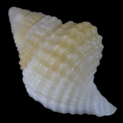 DISTORSIO DECIPIENS Young (Aliguay Isl., Philippines) 17.1mm #41165 | eBay