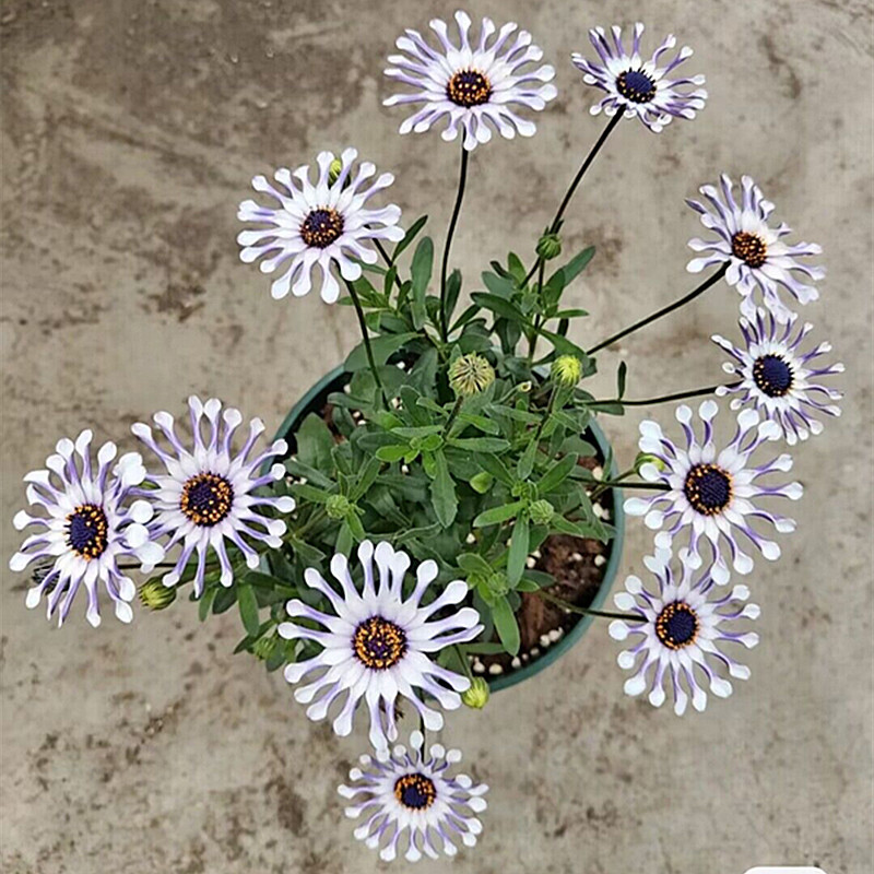 Rare Blue Daisy Flower Seed Beautiful Flower Home Ornamental -100pcs ...