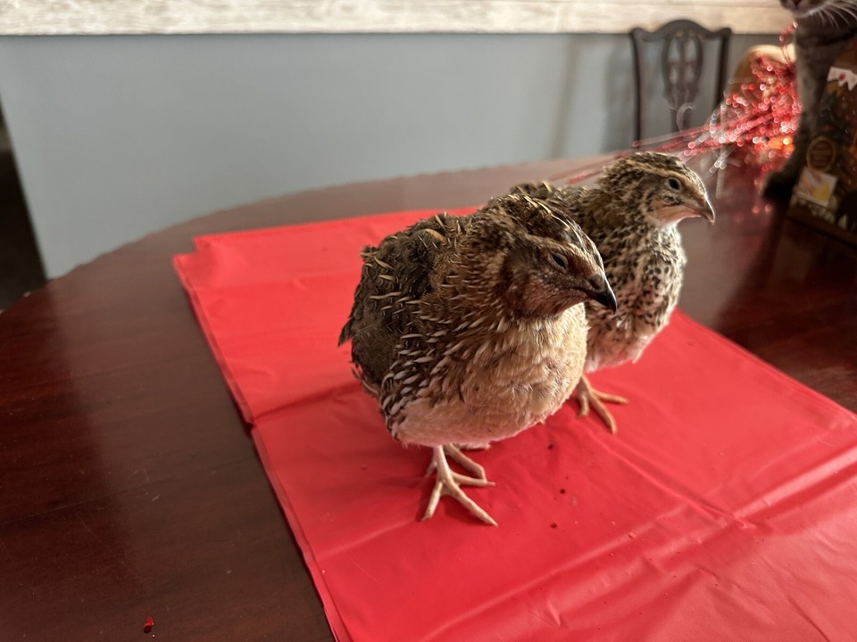 12 Premium Sunset Mix Coturnix Quail Fertile Hatching Eggs, NPIP ...