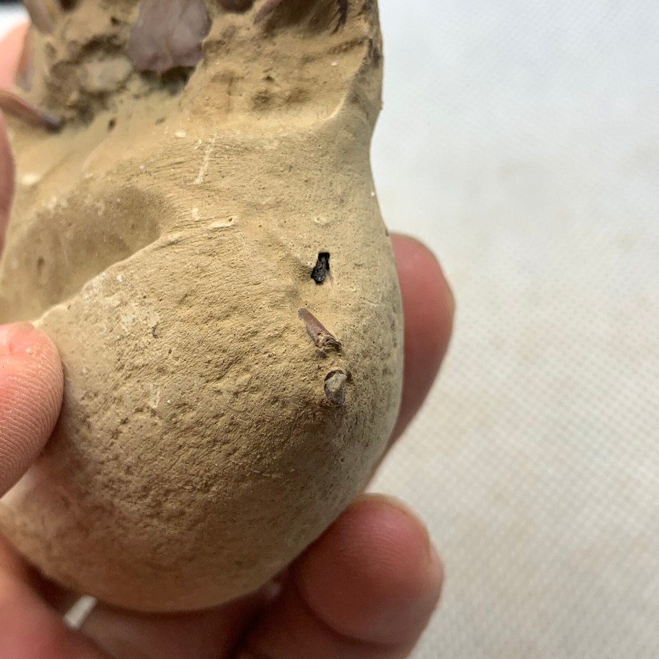 Jurassic Period Perfect Crab Fossil Dinosaur Age | eBay