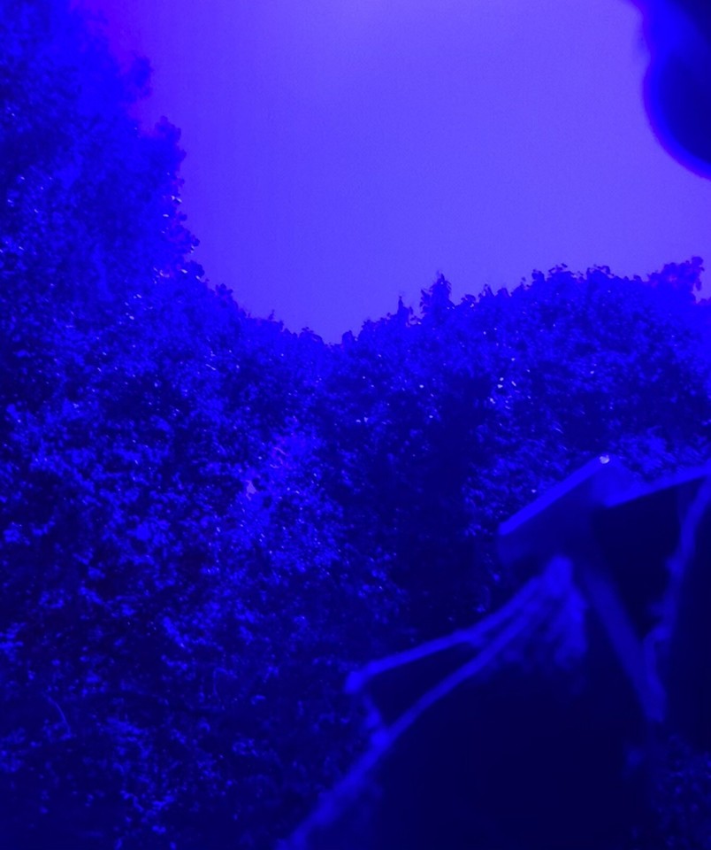 Dicyanin Glass Goggles (Cold War) | eBay