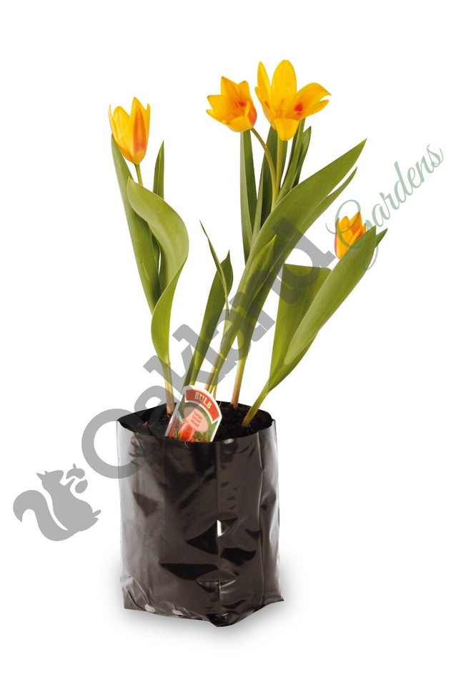 6 Litre Plant Poly Pots 8" x 8" Grow Bag Containers Hadopots Polythene ...