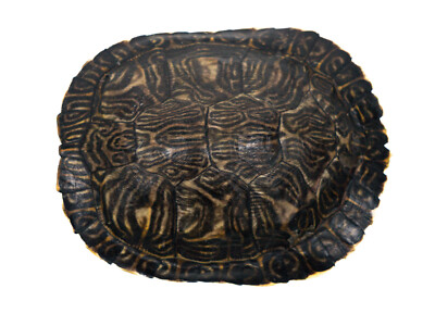 River Cooter Turtle Shell 5-6" (1077-0506) 10UBS | eBay