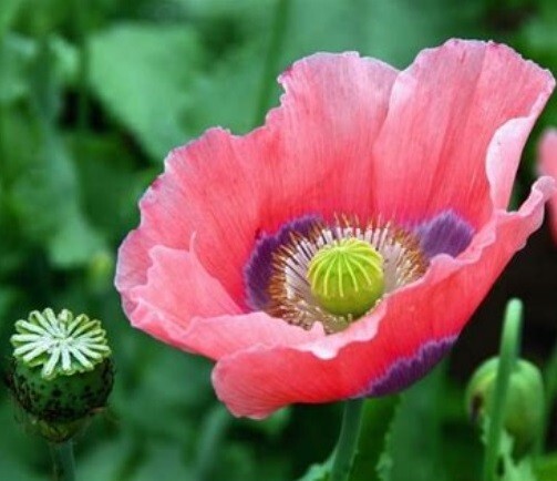 2500 Giant Rattle Poppy Seeds Papavaer Somniferum Massive Heads ...