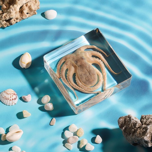 Pokiphip Taxidermy Octopus, Real Octopus Specimens Animal Specimen in Resin f... | eBay