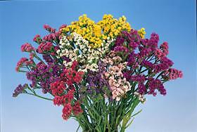 Statice Excellent Mix 1,000 seeds | eBay