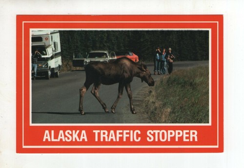 Vintage Post Card - Alaska Traffic Stopper | eBay