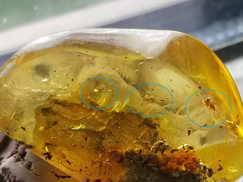 Polished Amber stone 3 insect inclusion Pendant 11.7g Necklace Fly ...