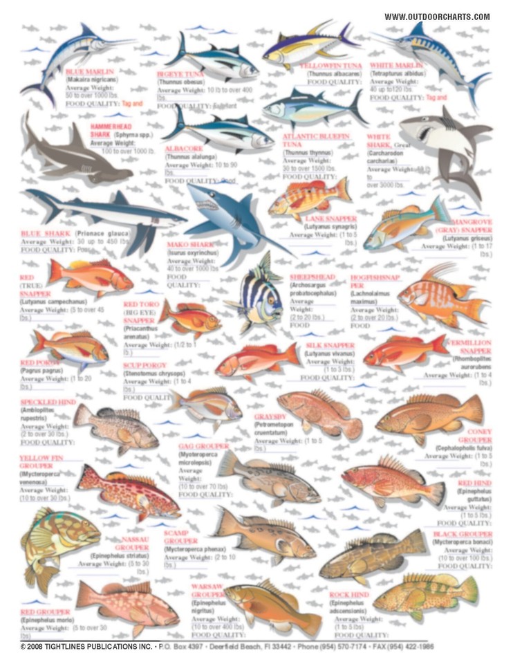 Saltwater Fish Identification #5 - Waterproof Quick Reference Guide | eBay