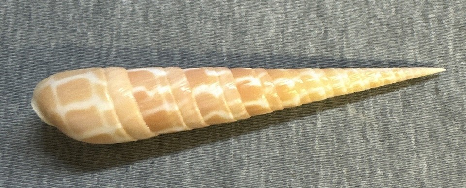 *Terebra dimidiata (Dimidiate Auger) 92mm *read !!! | eBay