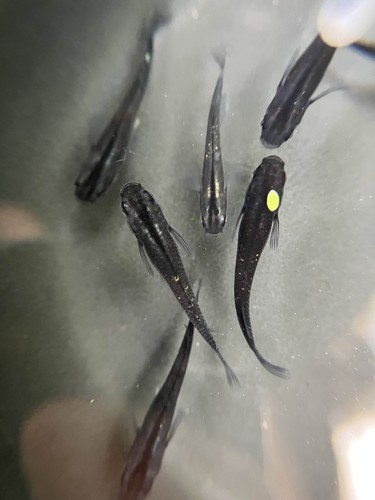 Black glitter medaka group of 6 japanese ricefish oryzias latipes | eBay